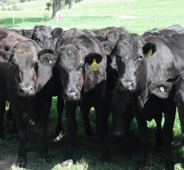 Careers | Sher Wagyu Beef | Beefcorp