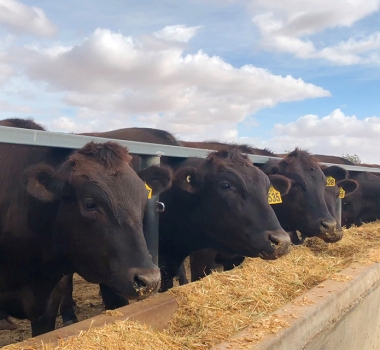 Careers | Sher Wagyu Beef | Beefcorp